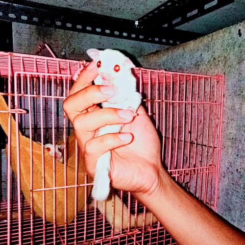 Jual sugar glider ruby Leu betina - Kab. Bandung - dubia31cimenyan ...