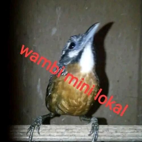 Jual burung wambi mini lokal jantan 100% - Jakarta Timur - arra bird ...