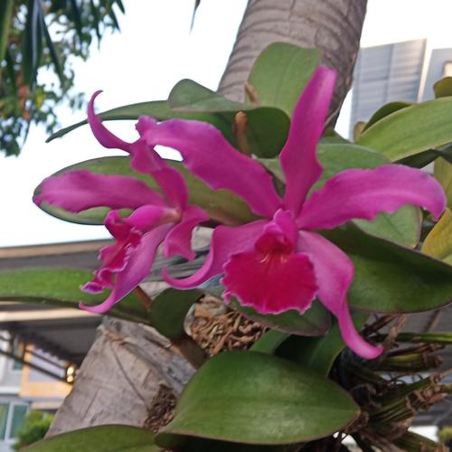 Jual Anggrek catelya ungu tua - Dewasa - Jakarta Barat - BizGrow ...