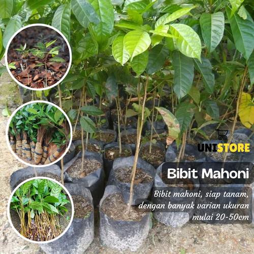 Jual Bibit Tanaman Mahoni - Bibit Mahoni Murah - Mauni - Mahogani - 25 ...