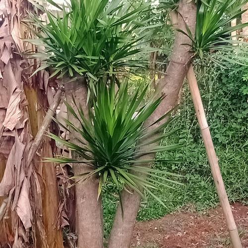Jual pohon pandan Bali tingi 2 meter batang besar - Kota Depok - taman ...