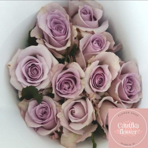 Jual Fresh Ocean Song Soft Purple Roses/Bunga Mawar Potong Segar Ungu ...