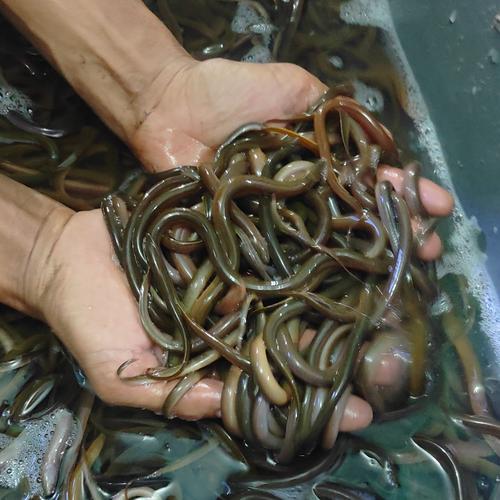 Jual Bibit Belut Murah/Budidaya pembesaran belut/isi -+60-80 ekor ...