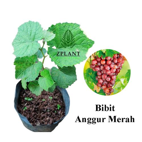 Jual Bibit Anggur Merah Red Prince - Pohon Buah Anggur Merah - Kab ...