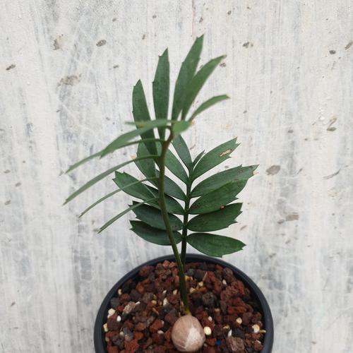 Jual Encephalartos arenarius true blue (ATB) - Jakarta Barat - CV ...