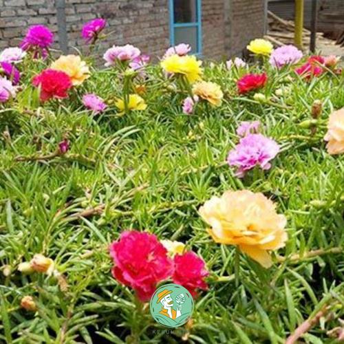 Jual Paket Tanaman Hias 10 + 1 Bunga Krokot Portulaca Sutra Moss Rose ...