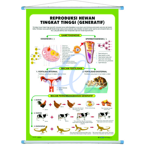 Jual Poster / Charta Reproduksi Hewan Tingkat Tinggi (Generatif) - Kab ...
