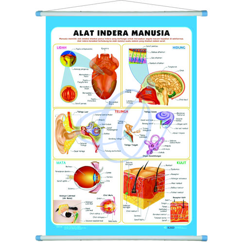 Jual Poster / Charta Alat Indera Manusia - Kab. Sidoarjo - CV Orion ...