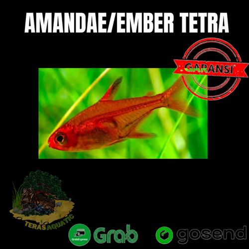 Jual Amandae/Ember Tetra | Ikan Hias Air Tawar Aquarium/Aquascape ...