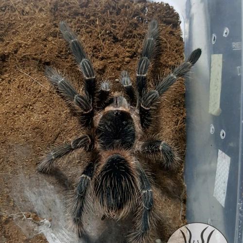 Jual LASIODORA striatipes tarantula - max size 17-20 cm - Kota Bandung ...