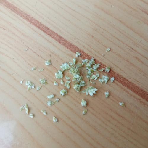 Jual Benih Rumput Pendul isi 100 Biji Lebih - Kab. Bandung Barat - Ozon ...