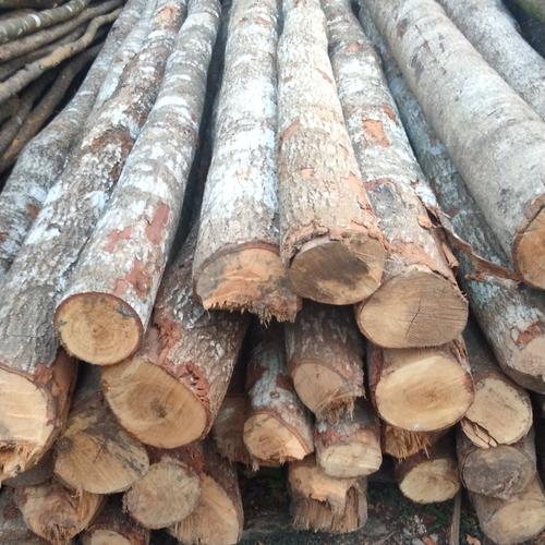 Jual Dolken puspa Tiang 8-10 - Kab. Bogor - Muda jaya mandiri kayu ...