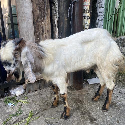 Jual Kambing qurban ekonomi - Jakarta Selatan - tiffany.swatch | Tokopedia