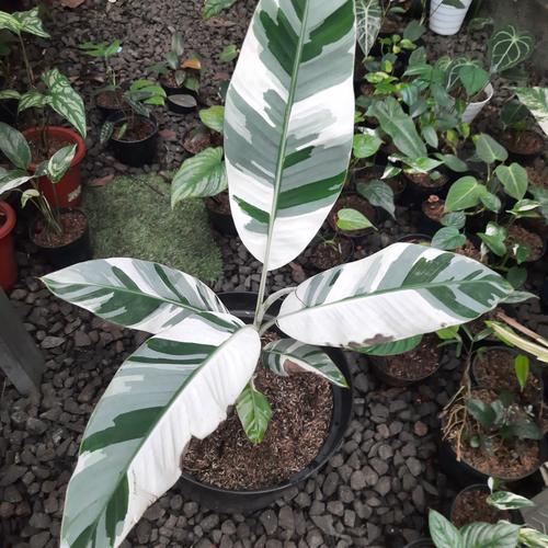 Jual pisang variegata banana florida varigata tanaman berbuah unik ...