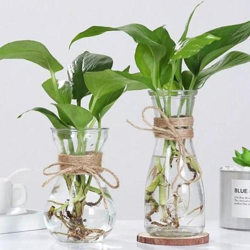 Jual - sirih gading | epipremnum aureum | araceae | tanaman indoor ...