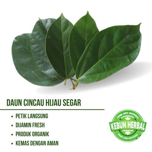 Promo (1Kg) DAUN CINCAU HIJAU SEGAR JENIS PERDU Bukan rambat bulu atau ...