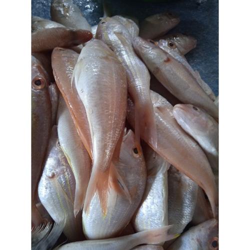 Jual Ikan Merah - 1 kg - Kota Medan - LaukpaukMedan | Tokopedia