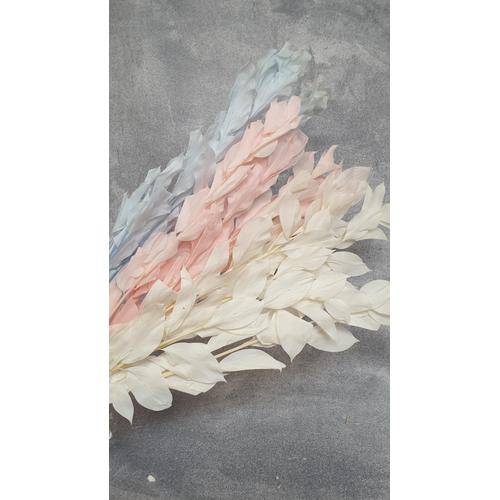 Jual Ruscus big leaf / daun ruskus kering awetan dried preserved ...