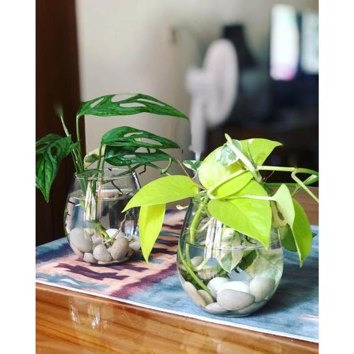 Jual Vas Bulat Pas Bunga Ruang Tamu Vas Bunga Kaca Pot Tanaman Air ...