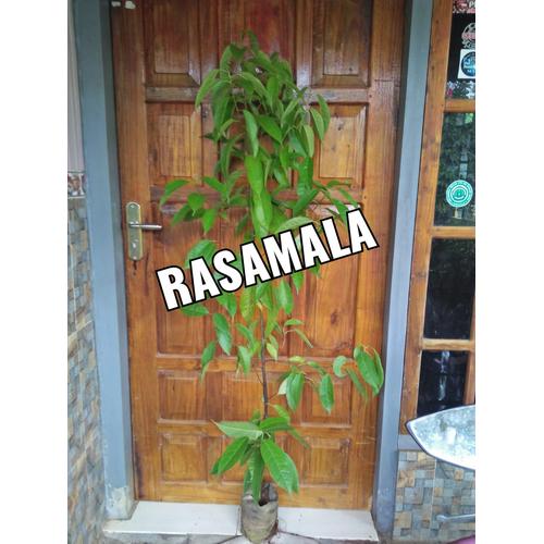 Jual 1 - 1,5 Meter Bibit Pohon Rasamala - Pohon Anti Rayap - Langka ...