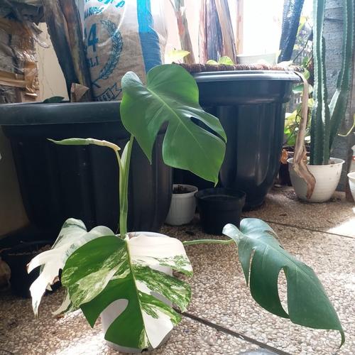 Jual monstera white tiger variegata - daun rimbun - Kota Semarang - jj ...