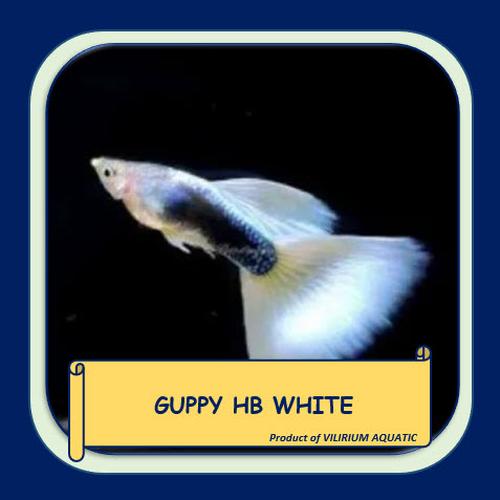 Jual IKAN HIAS AIR TAWAR - GUPPY HB WHITE PASTEL - Male - Jakarta Pusat ...