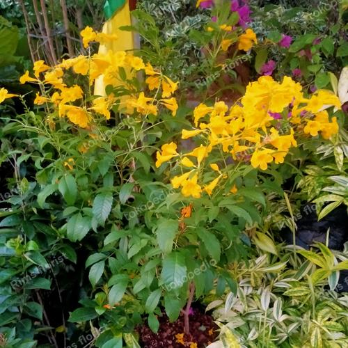 Jual tanaman hias tecoma stans/yellow elder/bunga terompet kuning ...