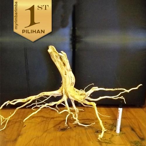 Jual Kayu Akar Rasamala XL Hiasan Aquarium Aquascape Tanaman Air Ikan ...