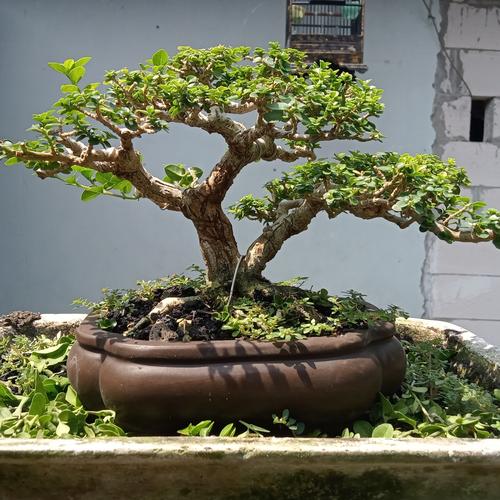 Jual bonsai Sancang mame the max - Kota Surabaya - gallery_92 | Tokopedia