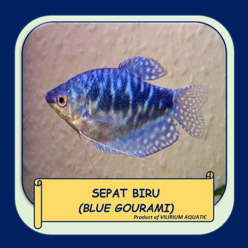 Jual IKAN HIAS AIR TAWAR - BLUE GOURAMI / SEPAT BIRU / GURAME BIRU - ± ...