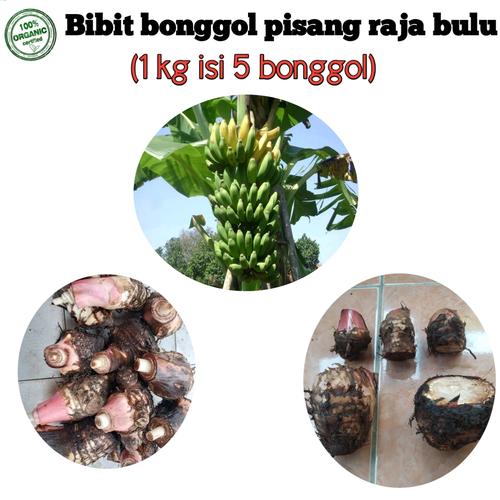 Jual BIBIT BONGGOL PISANG RAJA BULU/RAJA IJO - Kab. Cilacap - berkah ...