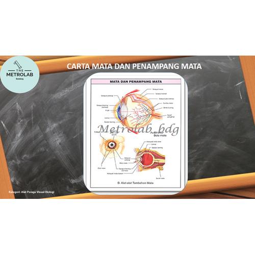 Jual Carta | Poster | Mata dan Penampang Mata - Kab. Bandung - Metrolab ...