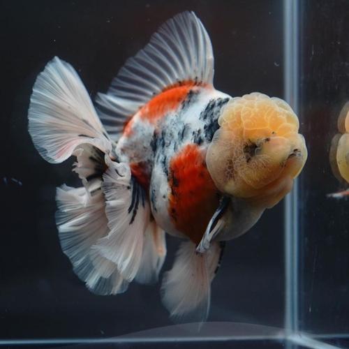 Promo Ikan Hias Mas Koki Oranda Panda Tri Color & Black Gold - Goldfish ...