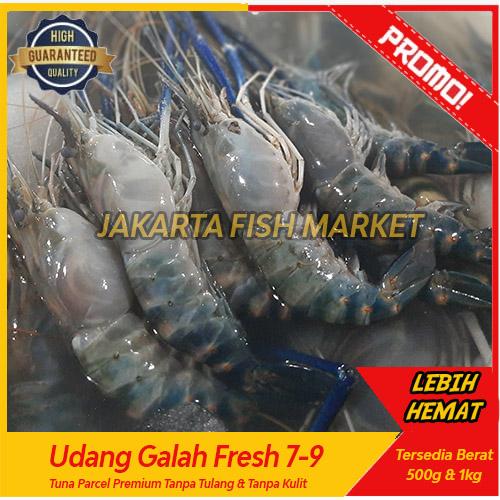 Jual Udang Galah Fresh 7-9 / Udang Galah Medium-Sedang / Udang Segar ...