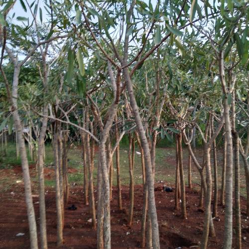 Jual pohon bunga tabebuya. bunga kuning pohon peneduh/pelindung, - Kota ...