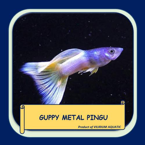 Jual IKAN HIAS AIR TAWAR - GUPPY METAL PINGU - Male - Jakarta Pusat ...