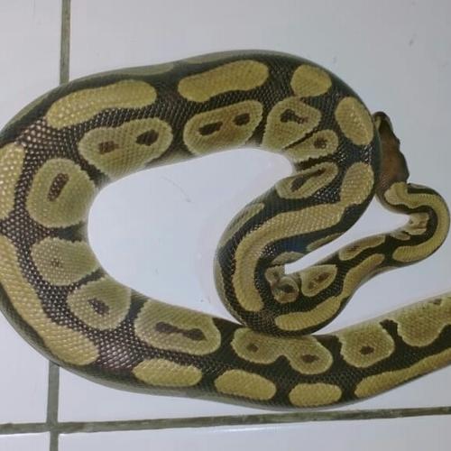 Jual Ball python - Jakarta Pusat - Reptile CooL | Tokopedia