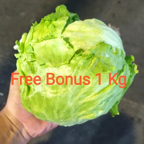 Jual Lettuce Head - lettuce Iceberg + Gratis Bonus 1 kg - Jakarta Barat - omsayurfoods | Tokopedia