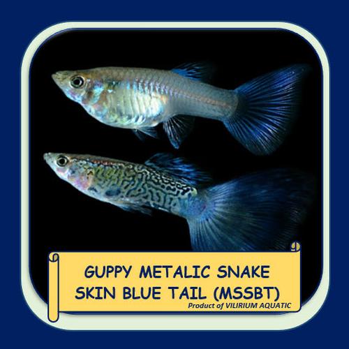 Jual IKAN HIAS AIR TAWAR - GUPPY METALIC SNAKE SKIN BLUE TAIL (MSSBT) - Female - Jakarta Pusat ...