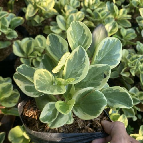 Jual tanaman peperomia teplan varigata - Kab. Bogor - Eletha Studio ...