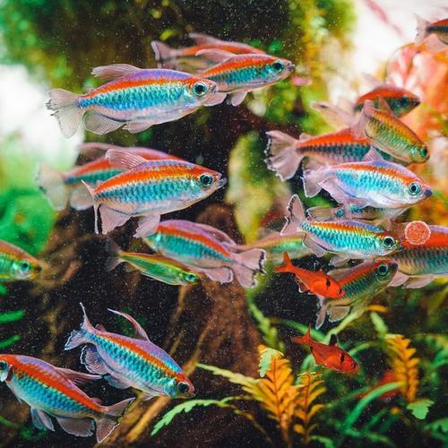 Jual Ikan Hias Congo Tetra Air Tawar Aquarium Size Besar - Besar - Kota ...