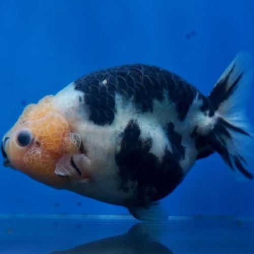 Jual ikan mas koki rancu sapi import thailand good quality - Jakarta ...