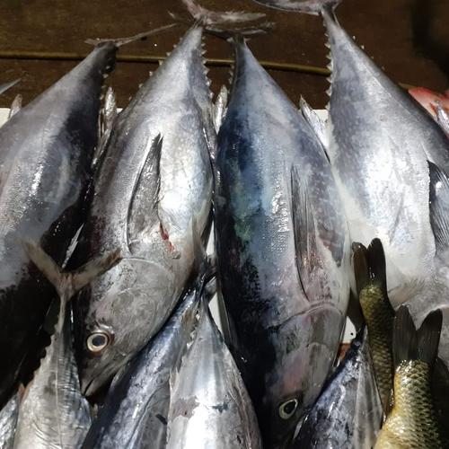 Jual Ikan Tongkol Abu (Tuna) - Di Potong, 500 gram - Jakarta Pusat ...