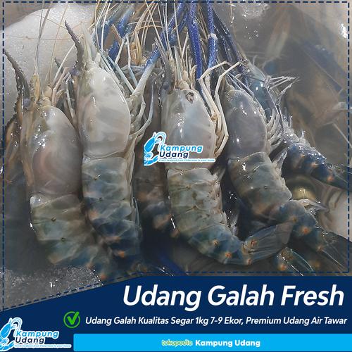 Jual Udang Galah Fresh / Udang Air Tawar 1kg 7-9 Ekor / Udang Medium ...