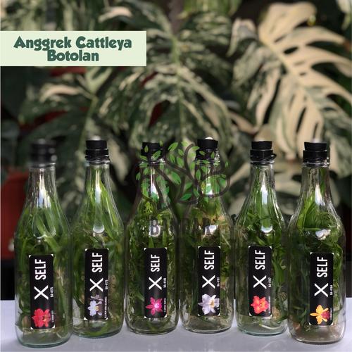 Jual Anggrek Cattleya Bibit Dalam Botol Murah Anggrek Cattleya Bunga ...