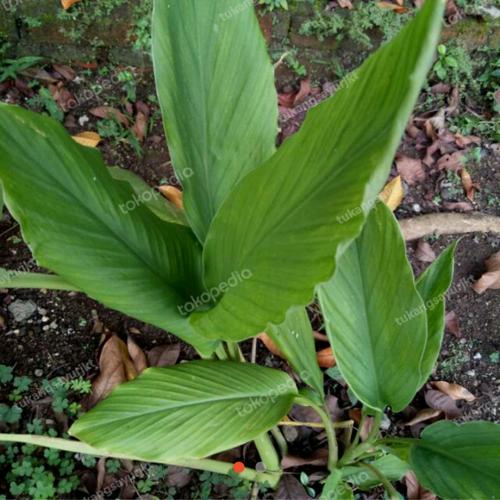Jual daun kunyit fresh 5 lembar / tukangsayurjkt - Jakarta Selatan ...