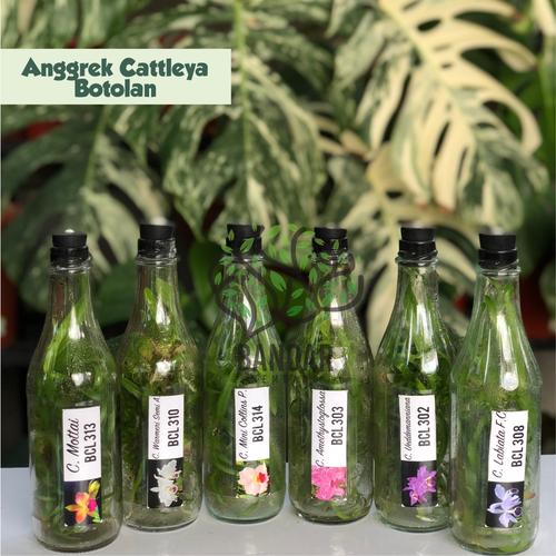 Jual Bibit Anggrek Cattleya Dalam Botol Anggrek Bulan Botolan Murah ...