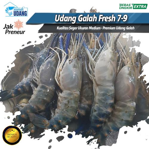 Jual Udang Galah Segar Medium 1kg 7-9/Udang Fresh/Udang Galah Sedang ...