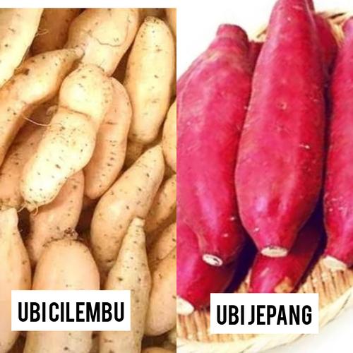 Jual ubi cilembu dan ubi Jepang 1kg - Ubi Jepang - Kab. Bekasi ...