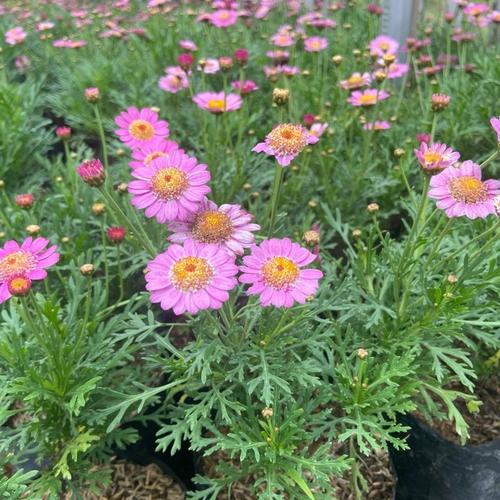 Jual Tanaman Bunga Cosmos / Kenikir Kosmos Pink Putih Rimbun - Kota ...